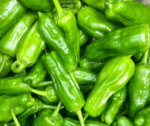 青椒图片大全_青椒有哪些品种-第2张图片-山城妙识 青椒图片大全_青椒有哪些品种-第2张图片-山城妙识