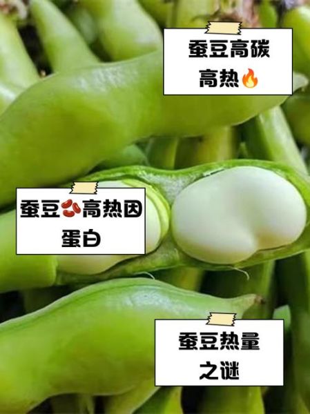 蚕豆热量高吗_减肥能不能吃-第3张图片-山城妙识 蚕豆热量高吗_减肥能不能吃-第3张图片-山城妙识