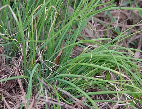 野葱和野蒜的区别_野葱野蒜怎么区分-第1张图片-山城妙识 野葱和野蒜的区别_野葱野蒜怎么区分-第1张图片-山城妙识