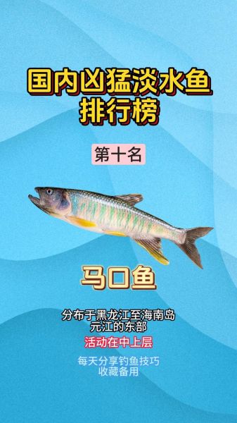 十大凶猛淡水鱼有哪些_如何区分攻击性-第1张图片-山城妙识 十大凶猛淡水鱼有哪些_如何区分攻击性-第1张图片-山城妙识