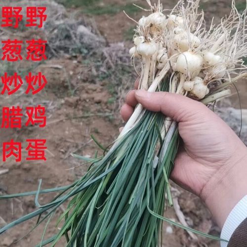 野葱和野蒜的区别_野葱野蒜怎么区分-第3张图片-山城妙识 野葱和野蒜的区别_野葱野蒜怎么区分-第3张图片-山城妙识