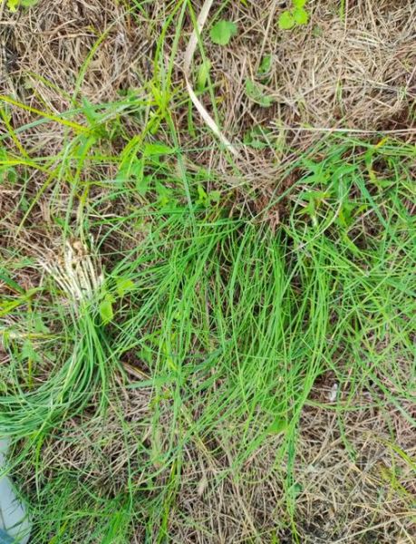 野葱和野蒜的区别_野葱野蒜怎么区分-第2张图片-山城妙识 野葱和野蒜的区别_野葱野蒜怎么区分-第2张图片-山城妙识