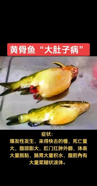 黄颡鱼养殖技术_黄颡鱼常见病防治-第3张图片-山城妙识 黄颡鱼养殖技术_黄颡鱼常见病防治-第3张图片-山城妙识