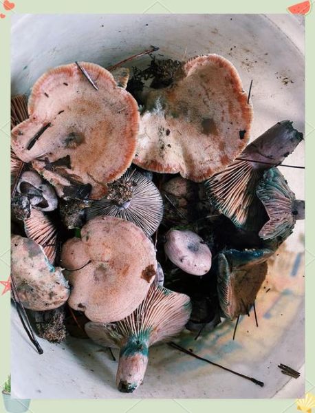 野生草菇图片大全_如何识别可食用草菇-第3张图片-山城妙识 野生草菇图片大全_如何识别可食用草菇-第3张图片-山城妙识