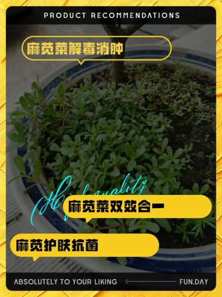 麻子菜的功效与作用_麻子菜怎么吃效果最好-第3张图片-山城妙识 麻子菜的功效与作用_麻子菜怎么吃效果最好-第3张图片-山城妙识