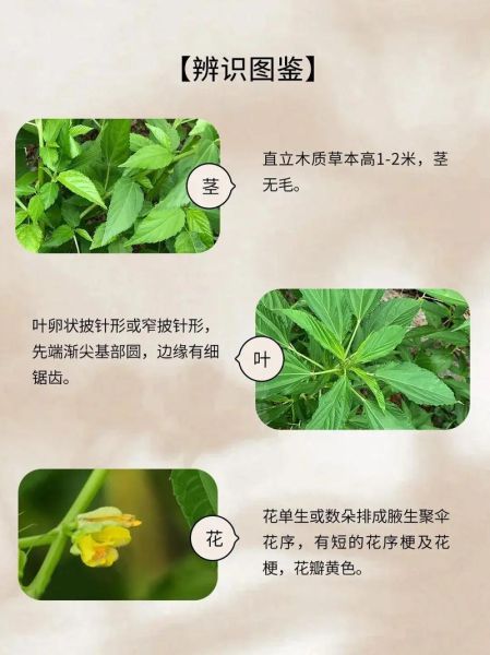 麻子菜的功效与作用_麻子菜怎么吃效果最好-第2张图片-山城妙识 麻子菜的功效与作用_麻子菜怎么吃效果最好-第2张图片-山城妙识