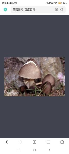 野生草菇图片大全_如何识别可食用草菇-第2张图片-山城妙识 野生草菇图片大全_如何识别可食用草菇-第2张图片-山城妙识