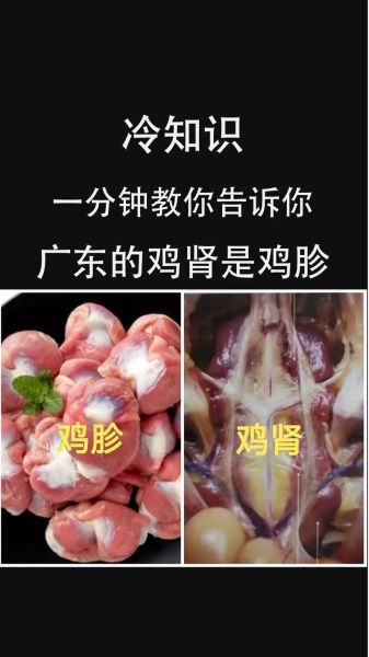 鸡肾和鸡睾丸的区别_鸡肾和鸡睾丸哪个更补-第1张图片-山城妙识 鸡肾和鸡睾丸的区别_鸡肾和鸡睾丸哪个更补-第1张图片-山城妙识