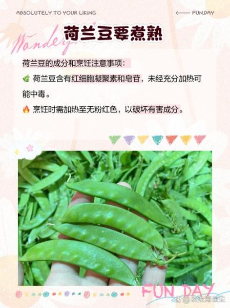 荷兰豆不熟会中毒吗_吃了没熟的荷兰豆怎么办-第3张图片-山城妙识