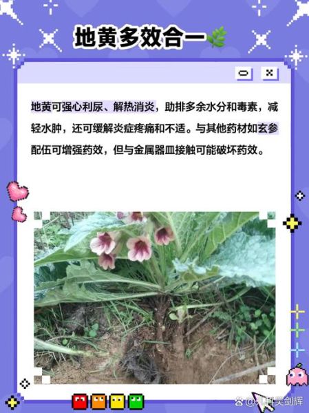 鲜地黄的功效与作用_鲜地黄怎么吃效果最好-第3张图片-山城妙识 鲜地黄的功效与作用_鲜地黄怎么吃效果最好-第3张图片-山城妙识