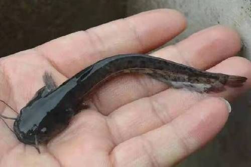 鲢鱼苗多少钱一斤_鲢鱼苗价格影响因素-第1张图片-山城妙识