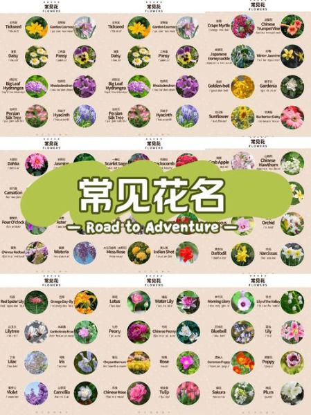 1000种花名大全_如何快速识别花卉-第1张图片-山城妙识
