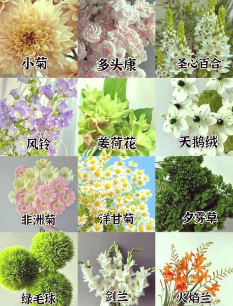 1000种花名大全_如何快速识别花卉-第2张图片-山城妙识