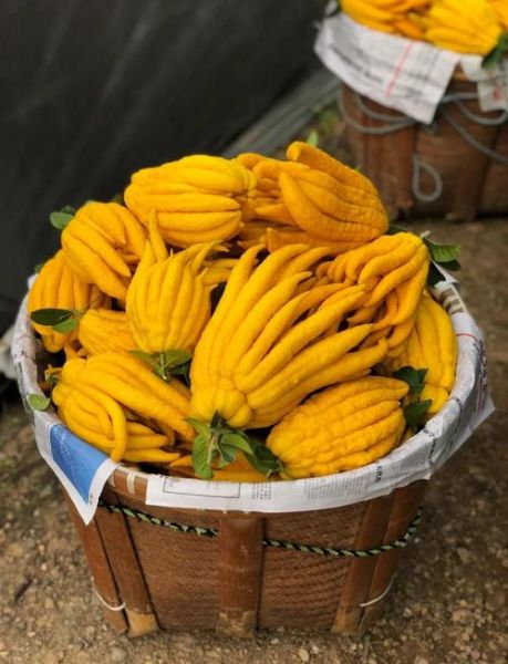 金华佛手简笔画怎么画_金华佛手简笔画步骤-第3张图片-山城妙识 金华佛手简笔画怎么画_金华佛手简笔画步骤-第3张图片-山城妙识