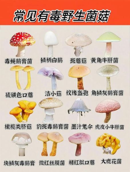 菌类识别扫一扫软件哪个好_如何用手机拍照识别毒蘑菇-第2张图片-山城妙识 菌类识别扫一扫软件哪个好_如何用手机拍照识别毒蘑菇-第2张图片-山城妙识