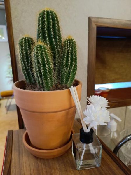 甘梅薯条是红薯还是土豆_甘梅薯条原料揭秘-第1张图片-山城妙识 甘梅薯条是红薯还是土豆_甘梅薯条原料揭秘-第1张图片-山城妙识