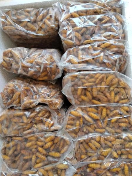 蚕蛹多少钱一斤_蚕蛹价格行情-第1张图片-山城妙识 蚕蛹多少钱一斤_蚕蛹价格行情-第1张图片-山城妙识