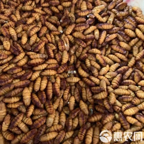 蚕蛹多少钱一斤_蚕蛹价格行情-第3张图片-山城妙识 蚕蛹多少钱一斤_蚕蛹价格行情-第3张图片-山城妙识