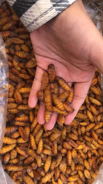 蚕蛹多少钱一斤_蚕蛹价格行情-第2张图片-山城妙识 蚕蛹多少钱一斤_蚕蛹价格行情-第2张图片-山城妙识