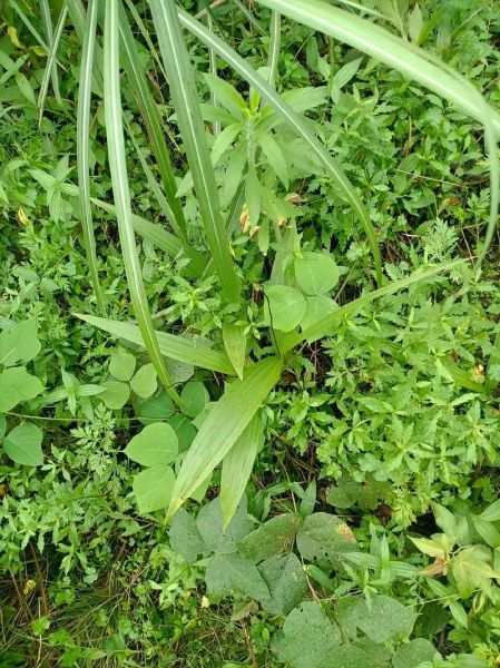 白芨粉的正确吃法_白芨粉能长期吃吗-第3张图片-山城妙识