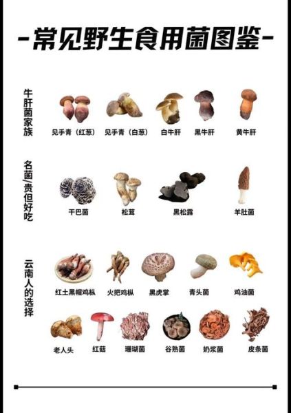 食用菌图片大全_如何辨别可食用蘑菇-第2张图片-山城妙识 食用菌图片大全_如何辨别可食用蘑菇-第2张图片-山城妙识