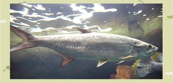 鳡鱼图片大全_鳡鱼长什么样-第3张图片-山城妙识