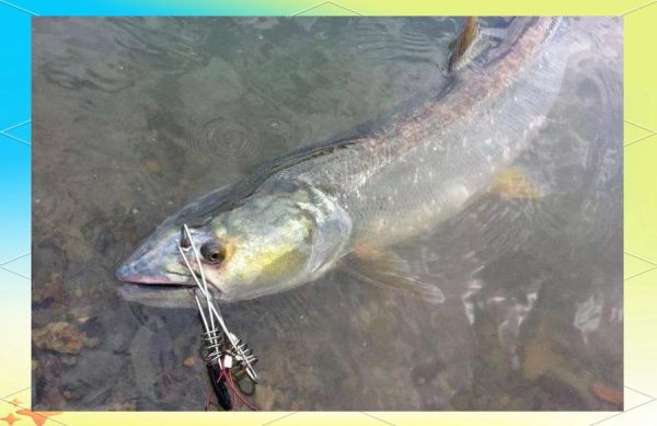 鳡鱼图片大全_鳡鱼长什么样-第1张图片-山城妙识