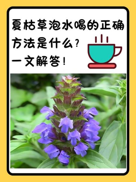 夏枯草泡水喝的功效与作用_夏枯草泡水喝的禁忌有哪些-第1张图片-山城妙识 夏枯草泡水喝的功效与作用_夏枯草泡水喝的禁忌有哪些-第1张图片-山城妙识