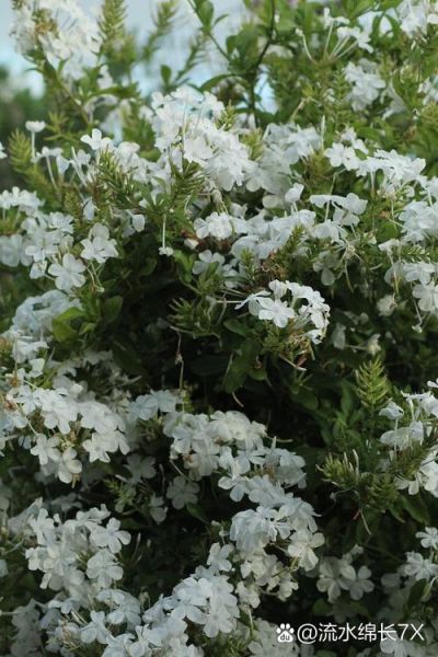 香魂是什么_香魂的功效与作用-第1张图片-山城妙识