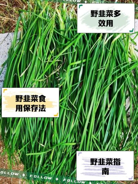 野韭菜的功效与作用_野韭菜怎么吃最健康-第1张图片-山城妙识 野韭菜的功效与作用_野韭菜怎么吃最健康-第1张图片-山城妙识