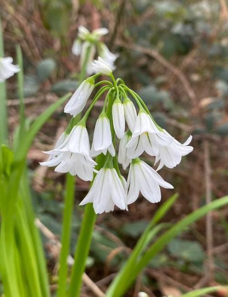 野韭菜的功效与作用_野韭菜怎么吃最健康-第2张图片-山城妙识 野韭菜的功效与作用_野韭菜怎么吃最健康-第2张图片-山城妙识