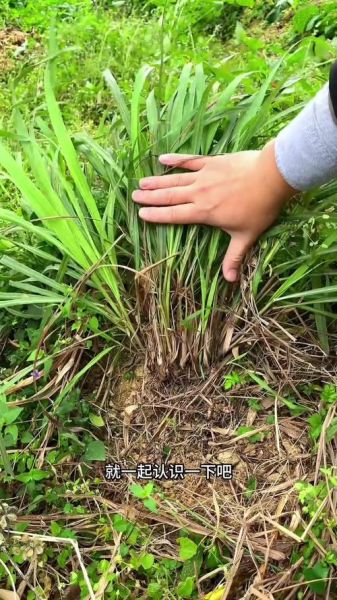 香茅草什么人不能吃_香茅草禁忌人群-第3张图片-山城妙识 香茅草什么人不能吃_香茅草禁忌人群-第3张图片-山城妙识