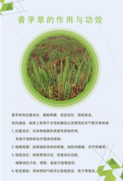 香茅草什么人不能吃_香茅草禁忌人群-第2张图片-山城妙识 香茅草什么人不能吃_香茅草禁忌人群-第2张图片-山城妙识