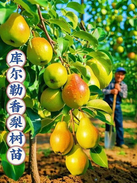 香梨产地哪里的最好_新疆库尔勒香梨为什么出名-第1张图片-山城妙识 香梨产地哪里的最好_新疆库尔勒香梨为什么出名-第1张图片-山城妙识