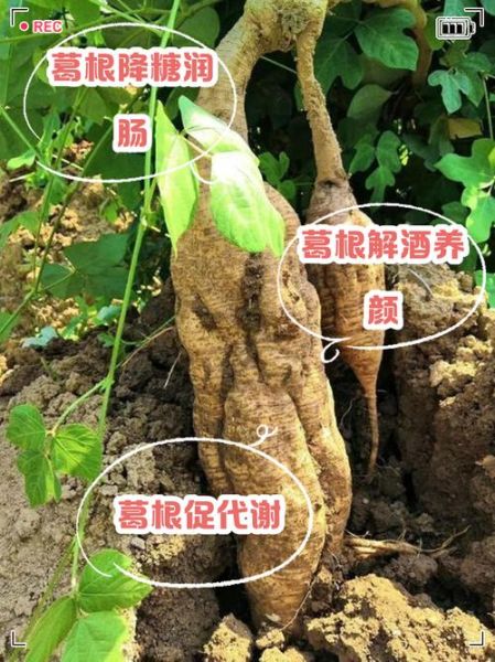 野葛根的作用与功效_野葛根丰胸真的有用吗-第1张图片-山城妙识