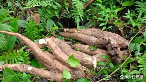 野葛根的作用与功效_野葛根丰胸真的有用吗-第3张图片-山城妙识