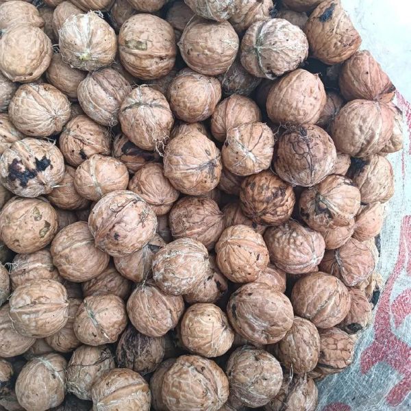 鲜核桃怎么保存_鲜核桃营养价值高吗-第2张图片-山城妙识 鲜核桃怎么保存_鲜核桃营养价值高吗-第2张图片-山城妙识