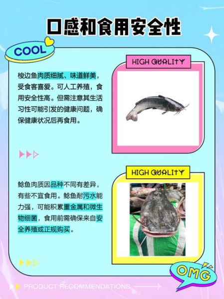 鲶鱼种类有哪些_如何区分常见鲶鱼-第3张图片-山城妙识 鲶鱼种类有哪些_如何区分常见鲶鱼-第3张图片-山城妙识