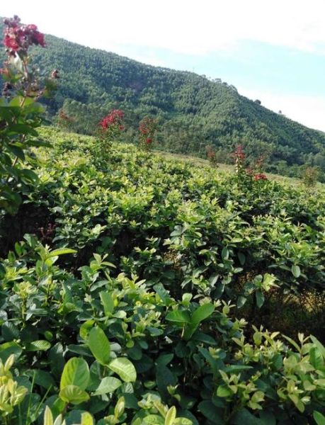 芭乐叶茶降血糖吗_芭乐叶茶怎么喝才有效-第2张图片-山城妙识