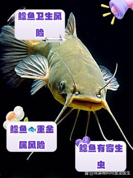 鲶鱼种类有哪些_如何区分常见鲶鱼-第1张图片-山城妙识 鲶鱼种类有哪些_如何区分常见鲶鱼-第1张图片-山城妙识