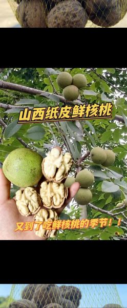 鲜核桃怎么保存_鲜核桃营养价值高吗-第3张图片-山城妙识 鲜核桃怎么保存_鲜核桃营养价值高吗-第3张图片-山城妙识