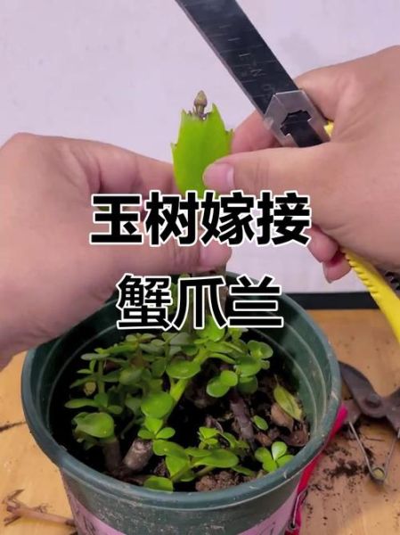 蟹爪兰怎么嫁接_蟹爪兰嫁接后多久能晒太阳-第2张图片-山城妙识