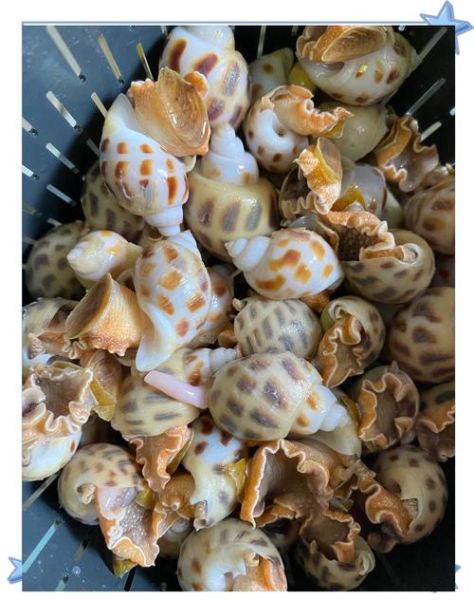 白灼花螺冷水还是热水下锅_口感与卫生哪个更重要-第2张图片-山城妙识