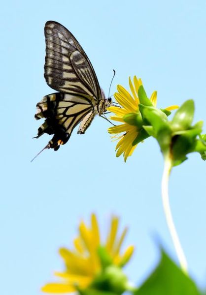 蝴蝶图片大全大图_如何拍摄高清蝴蝶照片-第1张图片-山城妙识 蝴蝶图片大全大图_如何拍摄高清蝴蝶照片-第1张图片-山城妙识