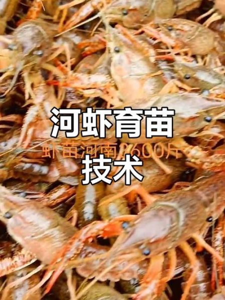 小龙虾怎么养不会死_小龙虾养殖不死秘诀-第1张图片-山城妙识 小龙虾怎么养不会死_小龙虾养殖不死秘诀-第1张图片-山城妙识