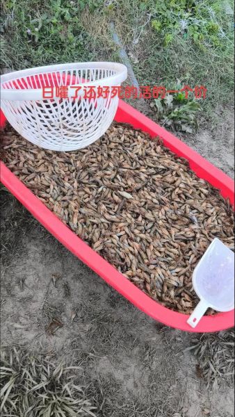 小龙虾怎么养不会死_小龙虾养殖不死秘诀-第2张图片-山城妙识 小龙虾怎么养不会死_小龙虾养殖不死秘诀-第2张图片-山城妙识