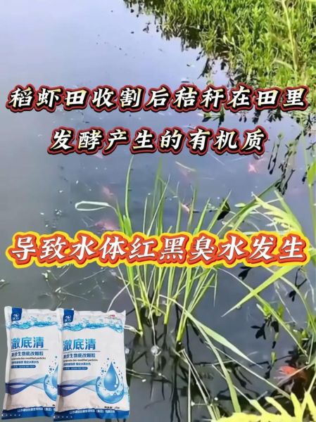 中国对虾养殖技术_如何提高成活率-第2张图片-山城妙识