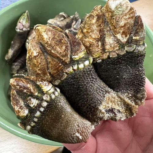 狗爪螺和鹅颈藤壶的区别_哪个更好吃-第2张图片-山城妙识