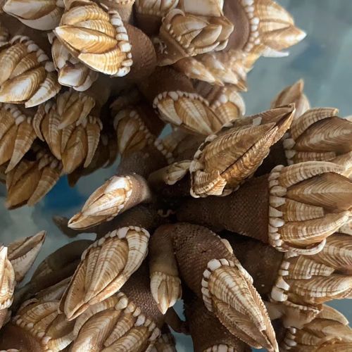 狗爪螺和鹅颈藤壶的区别_哪个更好吃-第1张图片-山城妙识