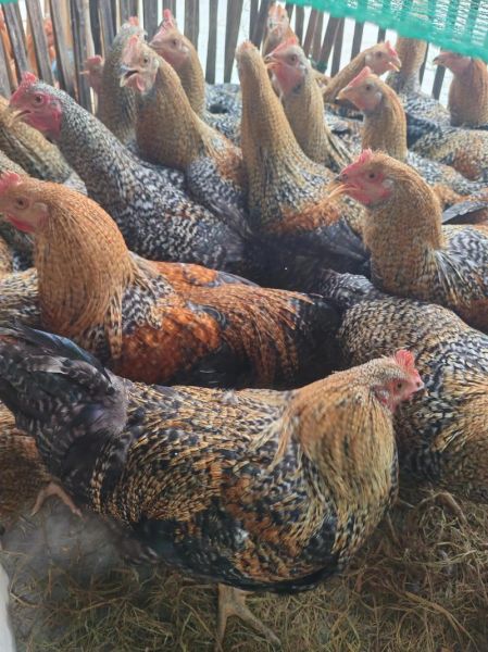 鸡苗品种大全及图片名字_如何挑选优质鸡苗-第2张图片-山城妙识 鸡苗品种大全及图片名字_如何挑选优质鸡苗-第2张图片-山城妙识